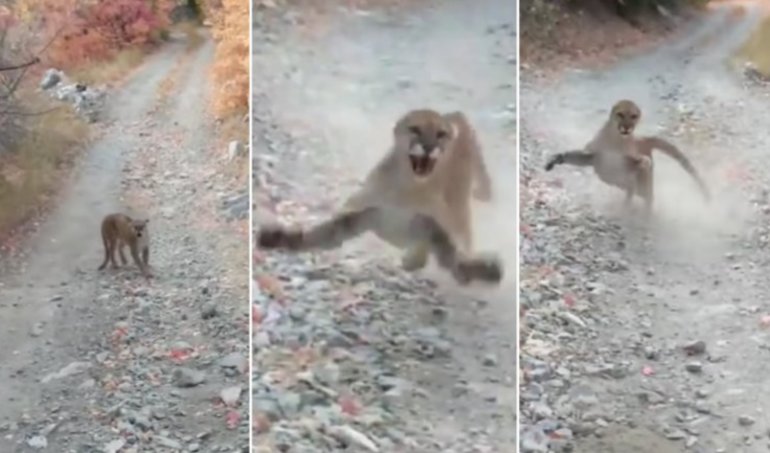Un excursionista sufre en un “ataque” de un puma en Estados Unidos. Ver ...