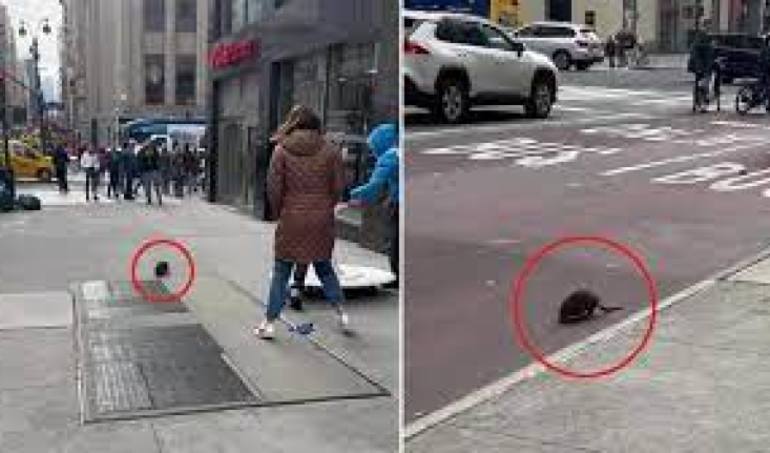 Ver video. Terrible lo que pasa en Nueva York: Hay más ratas que ...